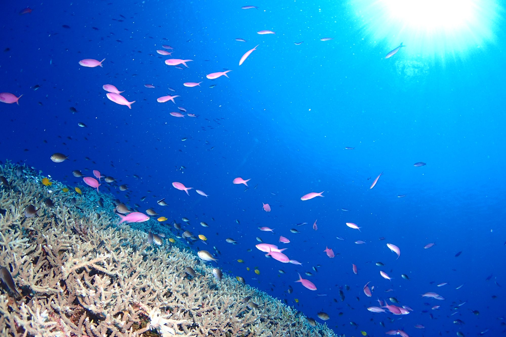 inonストロボZ330、S2000のどっち？？ | 海人商店ブログ